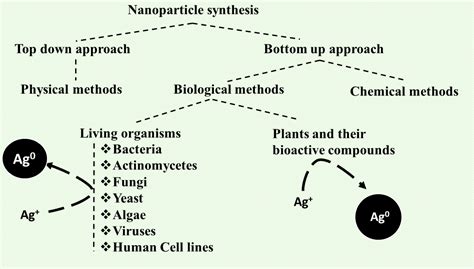 Biogenic Silver Nanoparticles For Their Biomedical Applications Encyclopedia Mdpi