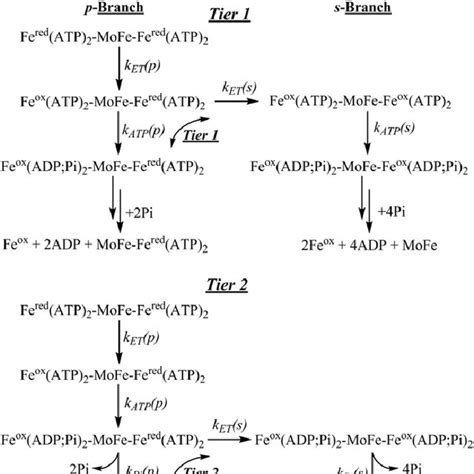 Nitrogenase Complex A Ribbon Diagram Of The Symmetrical Ternary Download Scientific Diagram