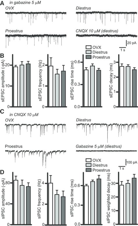 Spontaneous Synaptic Activity In Rp3v Kisspeptin Neurons A Sample Download Scientific Diagram