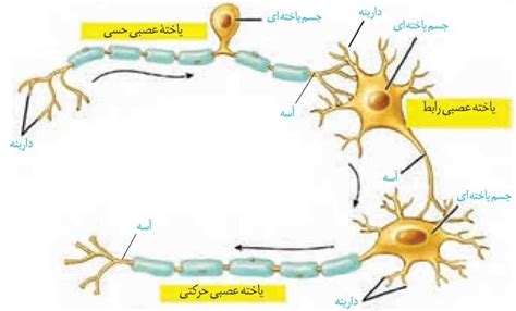 تنظیم عصبی؛ یاخته‌های بافت عصبی؛ نورون و نوروگلیا؛ زیست‌شناسی آینده