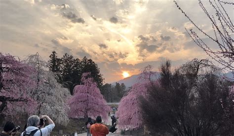 個人的には日本一の枝垂れ梅の庭園鈴鹿の森庭園に行ってきた関西のドライブならルートリップrootripー
