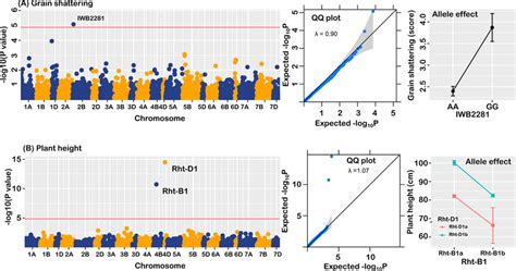 plot of gwa results in a wheat diversity panel showing a manhattan