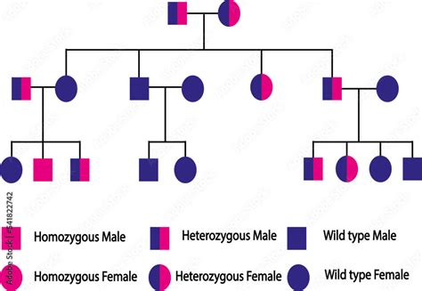 Homozygous Recessive Pedigree