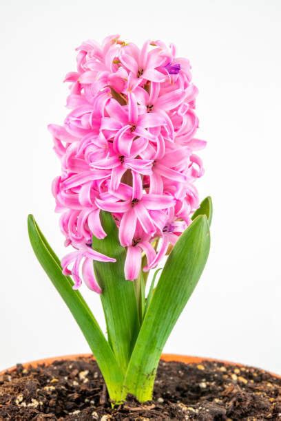 Assorted Forced Spring Bulbs Pike Nursery