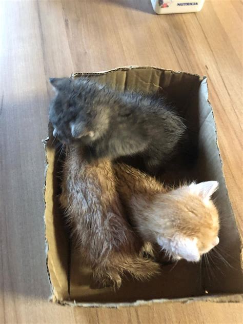 Cuki Kiscic K Gazdit Keresnek K Pek Kpsvr Hu