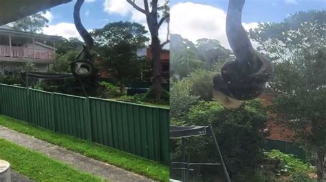 Viral Video కొండచిలువ ఆహారం ఎలా తింటుందో ఎప్పుడైనా చూశారా ఒళ్లు గగుర్పొడిచే వీడియో Python