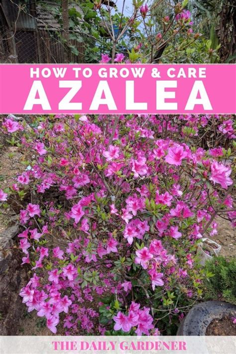 How To Plant Azalea Complete Growing Care Tips Artofit