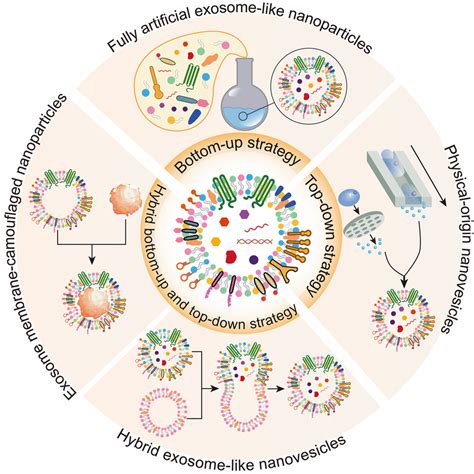 Schematic Illustration Of The Commonly Used Strategies To Develop