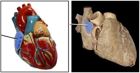 Heart Structures Diagram Quizlet