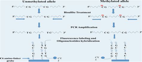 12 Schematic Illustration Mso Microarray Based Dna Methylation