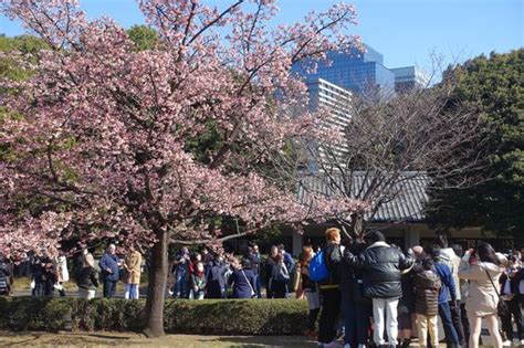 皇居東御苑の寒桜 2025年の見頃と現在の開花状況は咲いている場所はどこ 歩いてみたブログ
