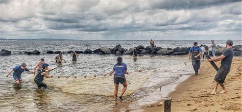 Sandy Hook Seining Jersey Shore Scene