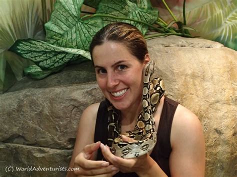 Having A Boa Constrictor Slither Around My Neck In South Africa World Adventurists