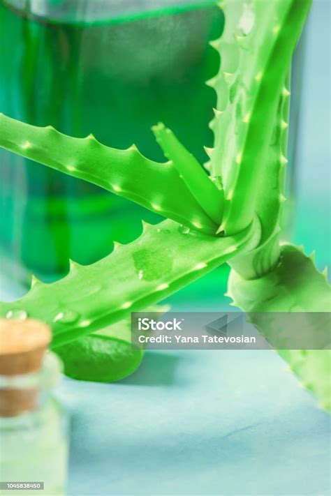 작은 병에 조각 테이블에 알로에 베라 추출 물 선택적 초점입니다 가꿔주기에 대한 스톡 사진 및 기타 이미지 가꿔주기 건강관리와 의술 녹색 Istock