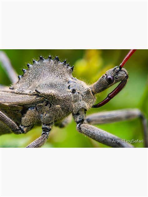 Wheel Bug Assassin Bug Arilus Poster For Sale By Aronstinysafari