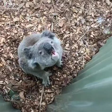 Squeak Squeak Album On Imgur