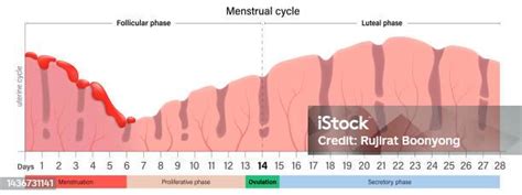 Menstrual Cycle Chart Menstruation Proliferative Ovulation And Secretory Phases Follicular Phase