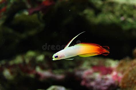 Peixes Coloridos No Aquário Imagem De Stock Imagem De Vermelho