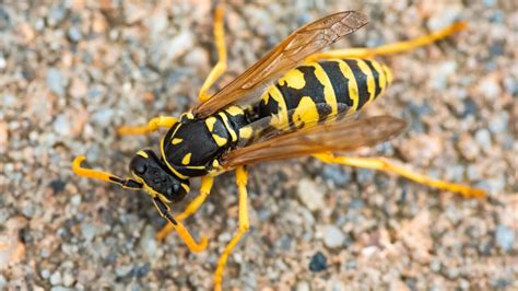What Is The Difference Between Wasps And Hornets Bug A Way