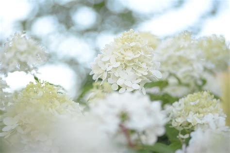 하얀 수국 꽃 녹색 배경에 클로즈업 수국 꽃의 무리 꽃 질감 그라디언트 수국 우크라이나 관목 수국 수풀에있는 수국의 부드러운 흰색 가지 푸른 하늘에 대한 화창한 저녁에 녹색