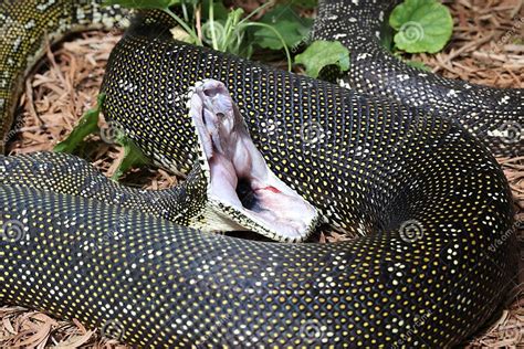 Diamond Python Re Aligning Jaws Stock Image Image Of Reptile Australia 258309831