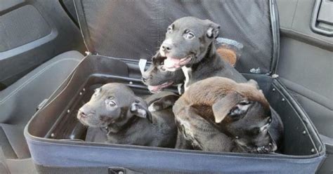 고속도로 옆에 움직이는 여행가방의 정체강아지 4마리 구조 노트펫