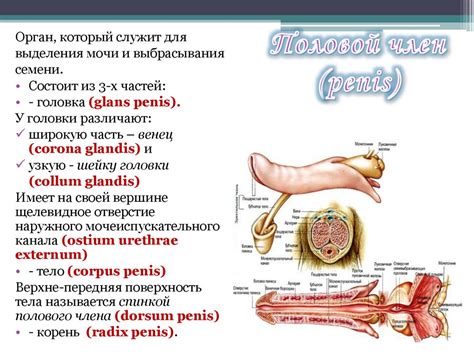 Половая система человека презентация онлайн