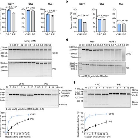 Pdf Self Splicing Rna Circularization Facilitated By Intact Group I