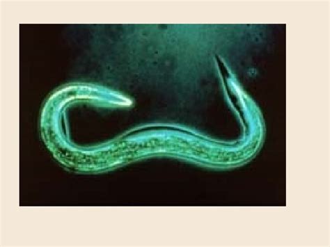 Pseudocoelomate Animals Body Cavity Present But Incompletely Lined