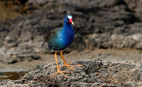 アメリカムラサキバン アメリカ紫鷭