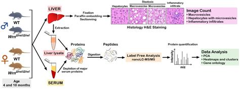 Integrated Liver And Serum Proteomics Uncover Sexual Dimorphism And