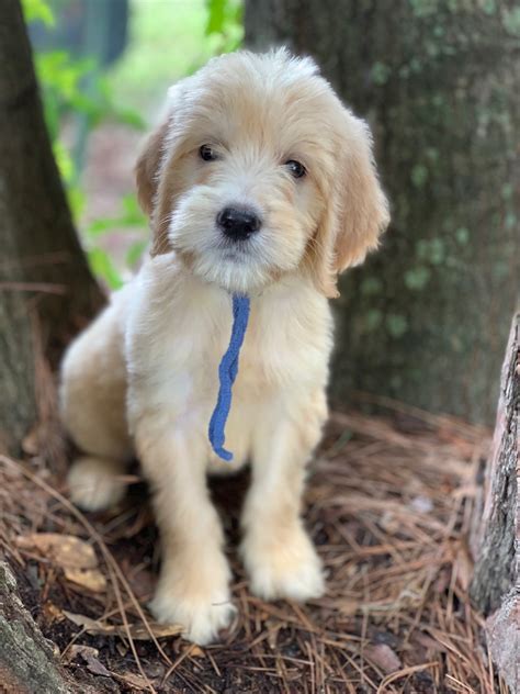 Mini Goldendoodle For Sale Fl At Donna Hammonds Blog