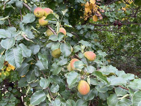 Груша — купить в Красноярске Овощи фрукты зелень на интернет аукционе