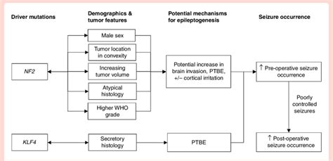 Proposed Relationships Between Driver Mutations Demographics Tumor Download Scientific