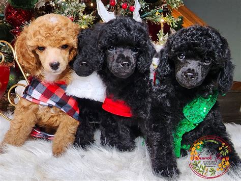 What Is A Merle Goldendoodle