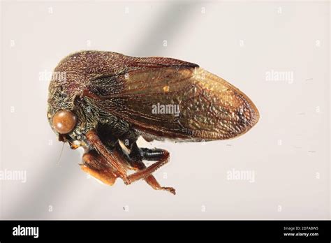 Centrotoscelus borneensis funkhouser hi-res stock photography and ...