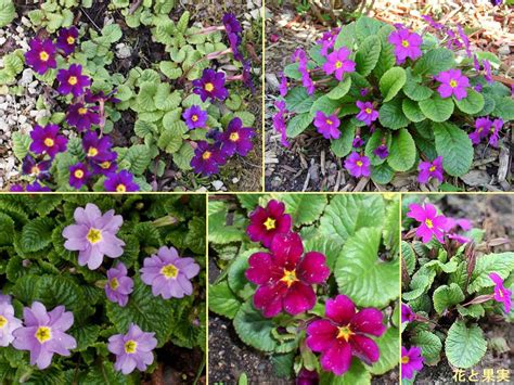 野山の草花木々の花植物検索図鑑 プリムラジュリエ