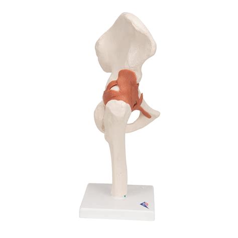 Functional Human Hip Joint Model Medisave Uk