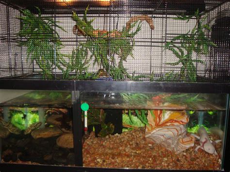 Whites Tree Frog Tank