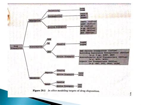 Computational Modeling Of Drug Disposition Pptx