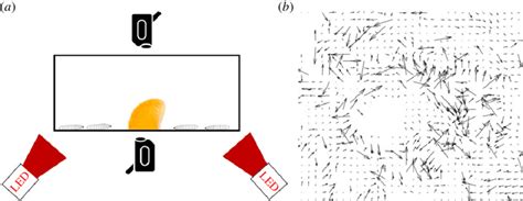 A Set Up Of Particle Image Velocimetry Experiment Larvae Are Placed