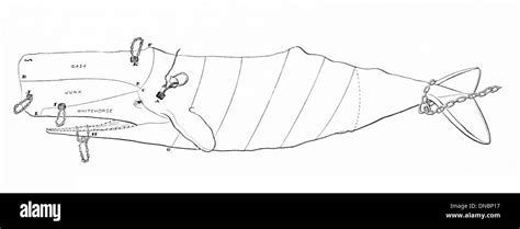 A Section Of A Sperm Whale Physeter Macrocephalus Highlighting Its