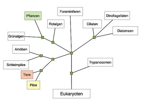 U Helmichde Eukaryoten