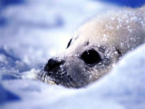 Hd Seal Wallpapers Top Free Hd Seal Backgrounds Wallpaperaccess