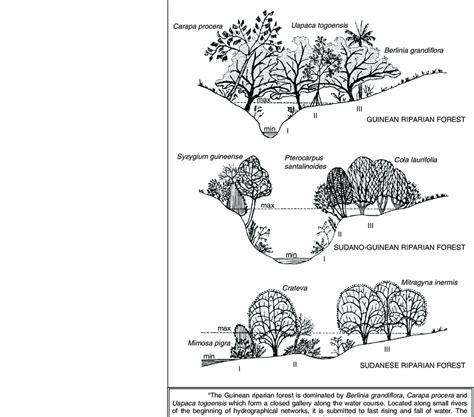 The Types Of Riparian Forests And Main Associated Species The Minimal