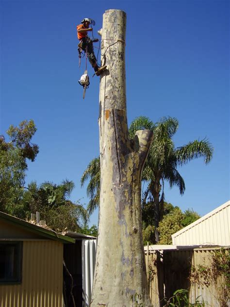 Tree Removal Perth WA Treeworks