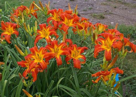 Heavenly Gardens