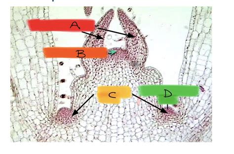 Seed Diagram 2 Diagram Quizlet