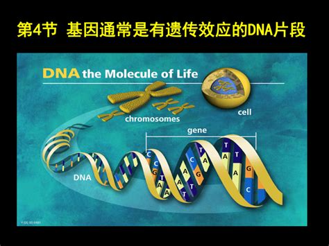基因是有遗传效应的DNA片段 课件 共 张PPT 世纪教育网