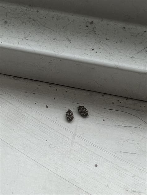 Help Identifying These Bugs That I Keep Finding On My Window Sill